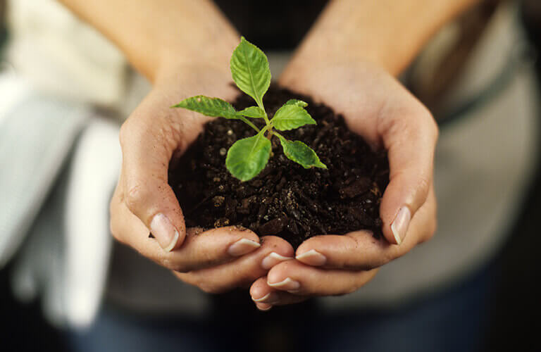 Plant A Tree For Someone Who Has Died - Plant Ideas